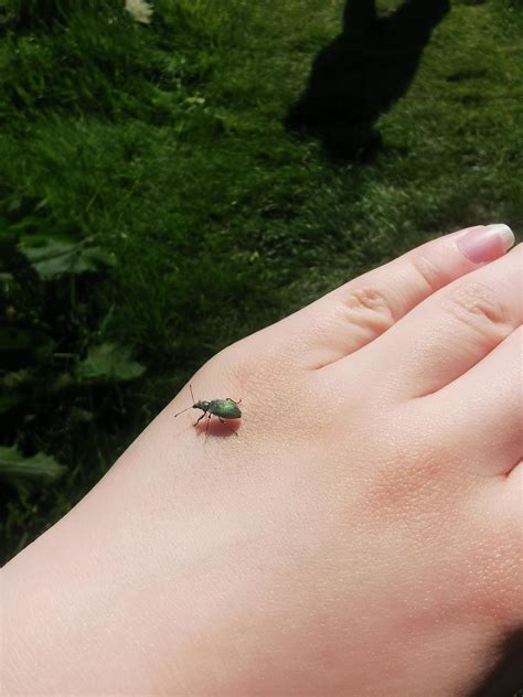 Found This Cute Weevil R Weeviltime