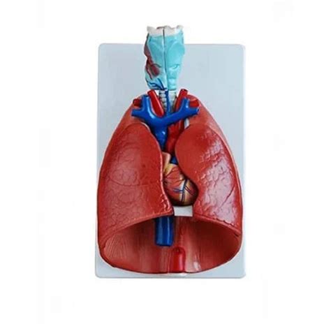 Human Body Part Models At 5900 00 Inr In Kottayam Medical Simulations