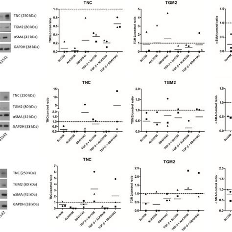 Immunoblotting Of Fibroblast Marker Expression In The Different Download Scientific Diagram