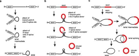 Rna Circularization Strategies In Vivo And In Vitro Abstract