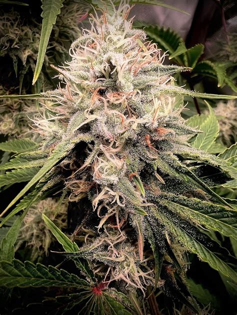 Gluey Stone Update Week Seven Rbrothersgrimmseedbank