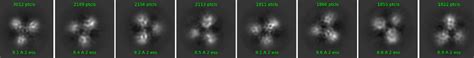 Problematic 2d Classification Troubleshooting Cryosparc Discuss
