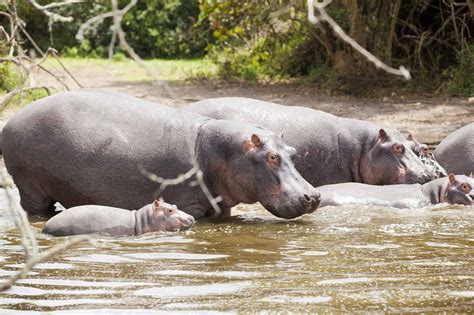 Hippos In The Wild A Unit Study For Young Learners A Z Animals