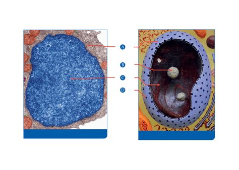 Nucleus Diagram Quizlet