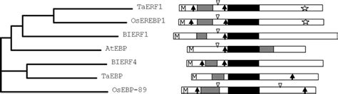 Phylogenetic Tree Of Some Members Of Erf Cluster Vii Black Rectangle