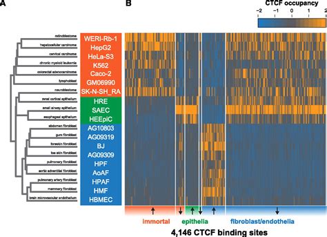 Widespread Plasticity In Ctcf Occupancy Linked To Dna Methylation