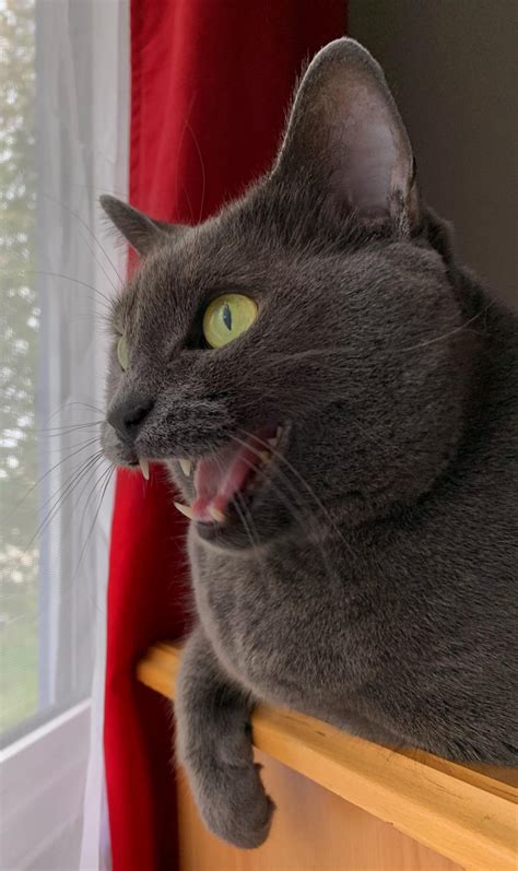 I Am Luna Hear Me Chirp R Teefies