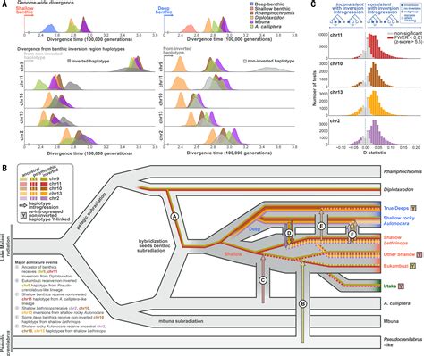 Introgression Dynamics Of Sex Linked Chromosomal Inversions Shape The Malawi Cichlid Radiation