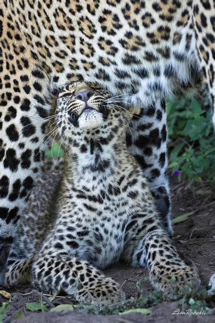 Wildlife Photographer Lisa Roberti On Wildlife Conservation Izolda