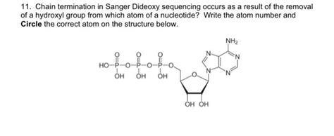 Solved 11 Chain Termination In Sanger Dideoxy Sequencing