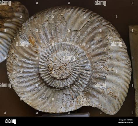 Old Fossil Natural History Of The Earth Ancient Patterns Paleontology Science Beautiful From The