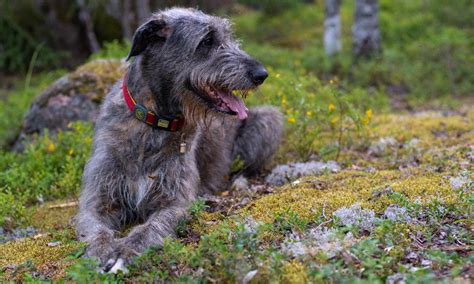 Irish Wolfhound Pitbull Mix