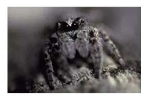 Spiders Pest Control Service At Best Price In Patna Id