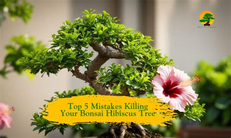 Hibiscus Bonsai Care And Growing Guide Bonsai Craft