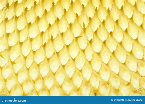 De Moederkoek Van De Zonnebloem Stock Foto Image Of Vrucht Naughty 21073046