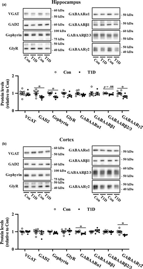 Expression Levels Of Inhibitory Synapse Proteins In The Hippocampus And
