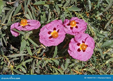 Flowers Of The Rock Rose Plant Stock Image Image Of Dark Blossom