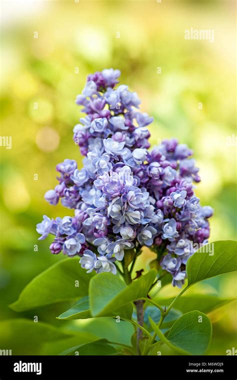 Close Up Image Of The Spring Flowering Purple Syringa Vulgaris Flowers Also Known As Syringa