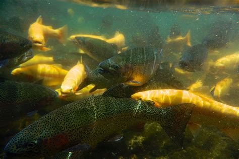 Rainbow Vs Golden Rainbow Trout Whats The Difference Wvdnr