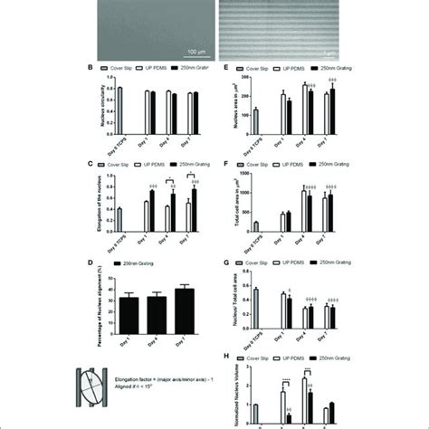 The Nucleus Circularity Index With Values Closer To 1 Indicate A Download Scientific Diagram