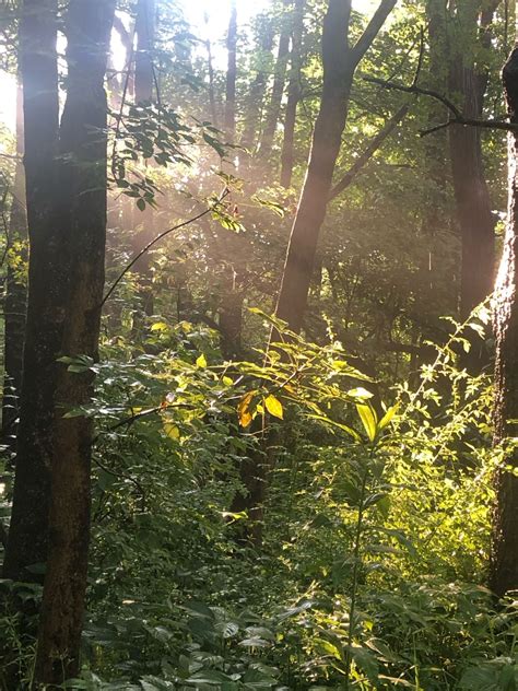 Frazee House Trail Is Magical In The Morning Brittany Lewkowski