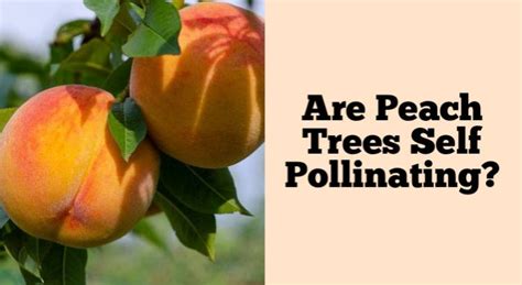 Are Peach Trees Self Pollinating