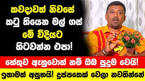 කවදාවත් කටු තියෙන මල් ගස් නම් ගෙවත්තේ හිටවන්න එපා ඉතාමත් අසුභයි දුප්පතෙක් වෙලා නවතින්නේ Youtube