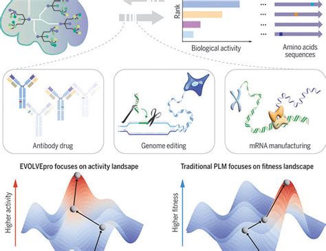 Rapid In Silico Directed Evolution By A Protein Language Model With