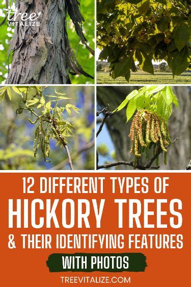 12 Different Types Of Hickory Trees And Their Identifying Features