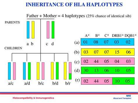 ppt principles of hla typing hla matching in hsct david smillie h