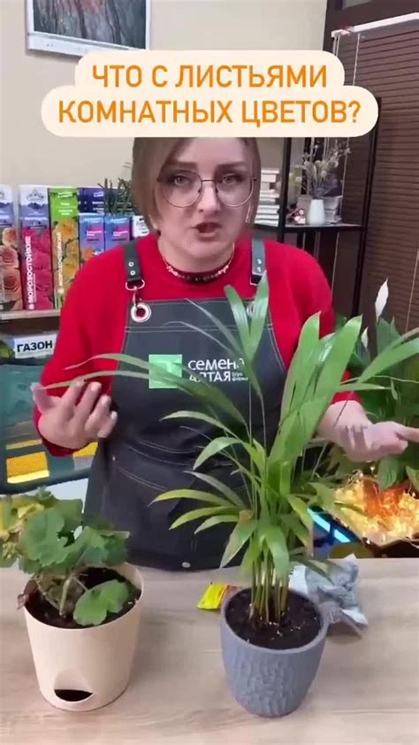 [Видео] «Что с листьями комнатных растений ️ Растения Комнатные цветы Идеи посадки растений