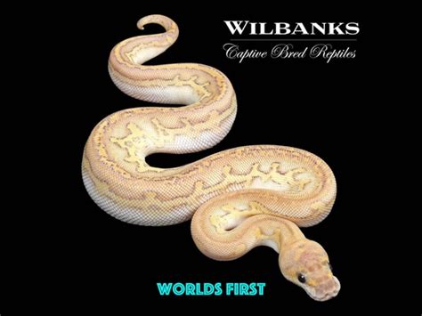 Nuclear Blackhead Clown Worlds First Ball Python By Wilbanks Captive Bred Reptiles