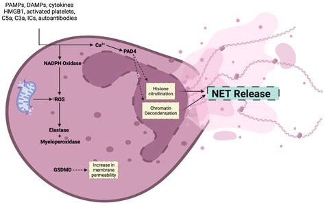 Unveiling The Web Exploring The Multifaceted Role Of Neutrophil