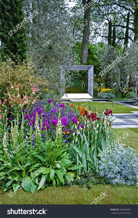 Trifolium Repens Purpurascens