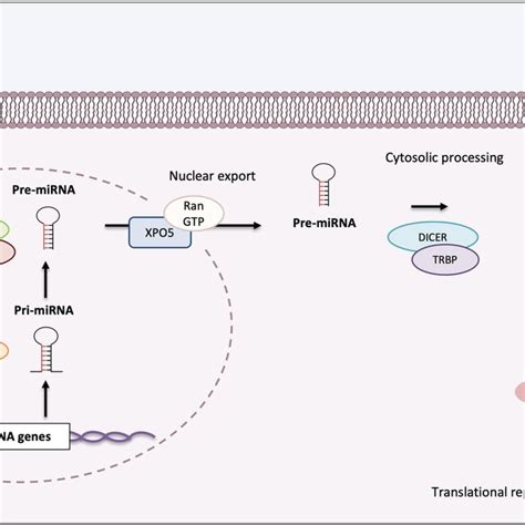 Schematic Representation Of Mirna Biogenesis Mirnas Are Transcribed By
