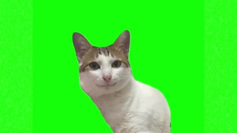 Cat Smirking Meme Green Screen Video Download Mp4