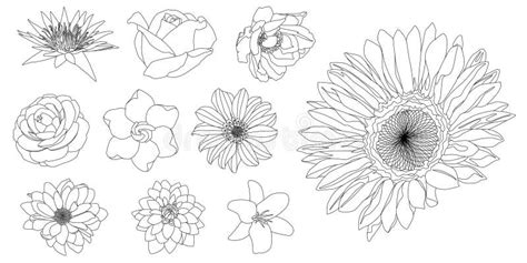 Different Types Of Flowers In Line Art Style For Design Customization Isolated On White