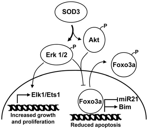 Schematic Representation Of The Sod3 Action In Promoting The Cell
