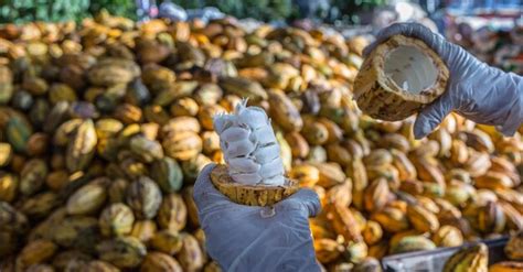 Premium Photo Workers Prepare Fresh Cocoa Pods Before Fermentation Fresh Peeled Cocoa Pods In
