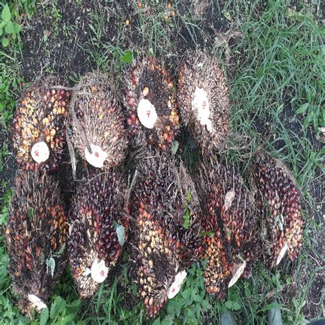 Train Yolov5 Object Detection Dataset By Kertasramadhan