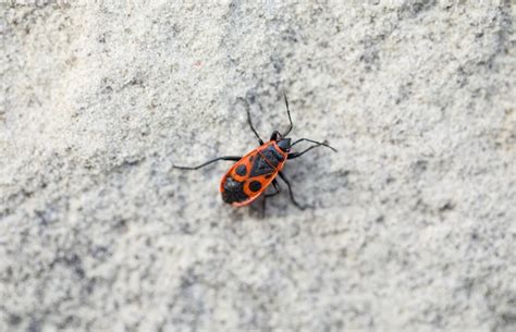 Premium Photo Closeup Of Firebug