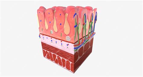 Premium Photo Ulcerative Colitis Effects On Colon Tissue