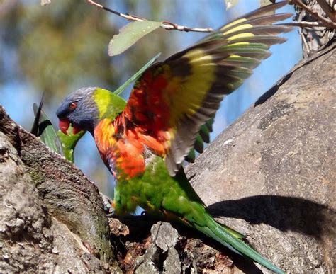 Despite Resurgence Elephant Seals Impacted By Near Extinction The