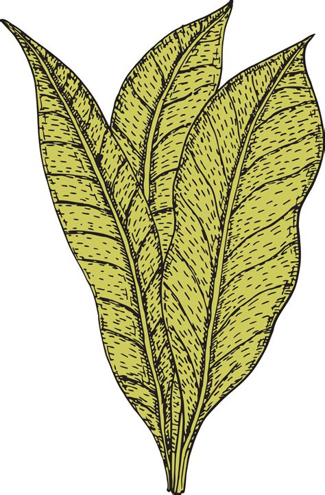 Tobacco Leaf Illustration