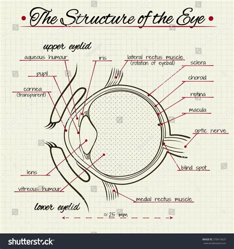 Vector Drawing Structure Human Eye Vector có sẵn miễn phí bản quyền Shutterstock