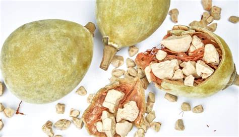 Ultimate Guide To Baobab Powder Baobest