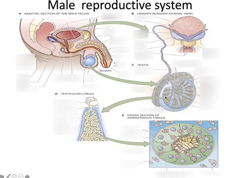 Diagram Of 7 Male Reproductive System Diagram Quizlet