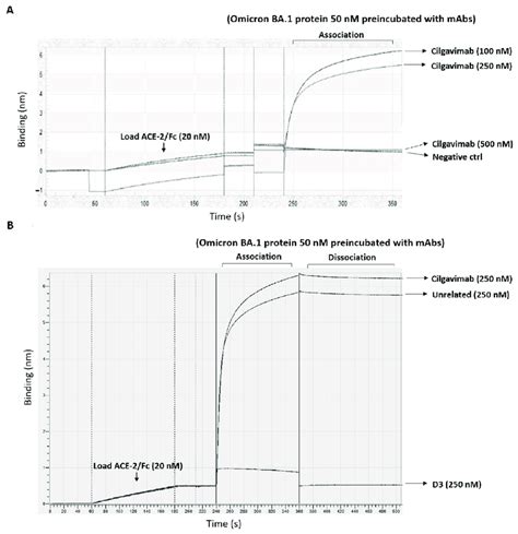 Binding Of Spike Rbd Omicron Ba1 To Ace 2 Receptor In The Absence Or Download Scientific