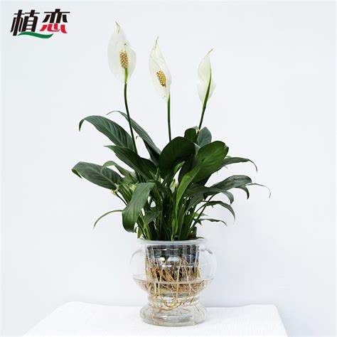 水培白掌一帆风顺盆栽花鱼共养植物绿植花卉净化空气同城配送虎窝淘 水培白掌一帆风顺盆栽花鱼共养植物绿植花卉净化空气同城配送虎窝淘