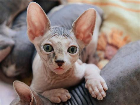 White And Grey Sphynx Cat Staring At The Camera Whilst Laid On Another